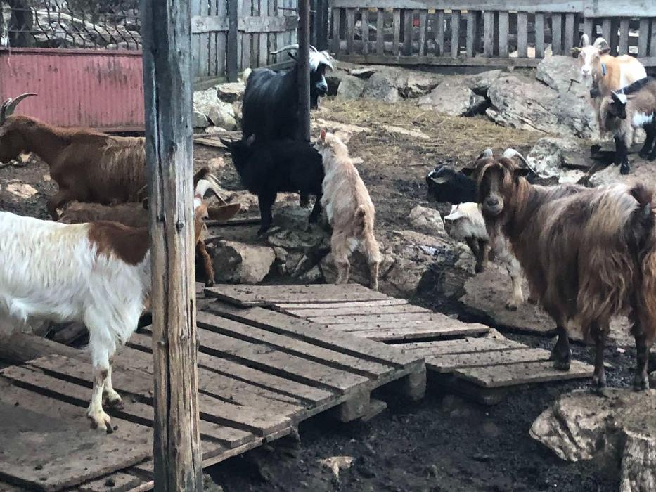Prodajem koze sa jaradima i jarca
